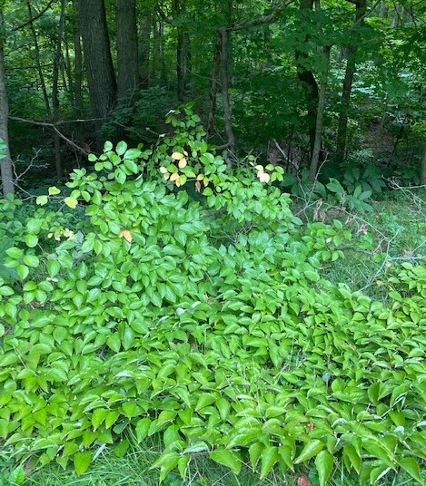 Dying dogwood tree lost last big branch; state nursery to assist ...