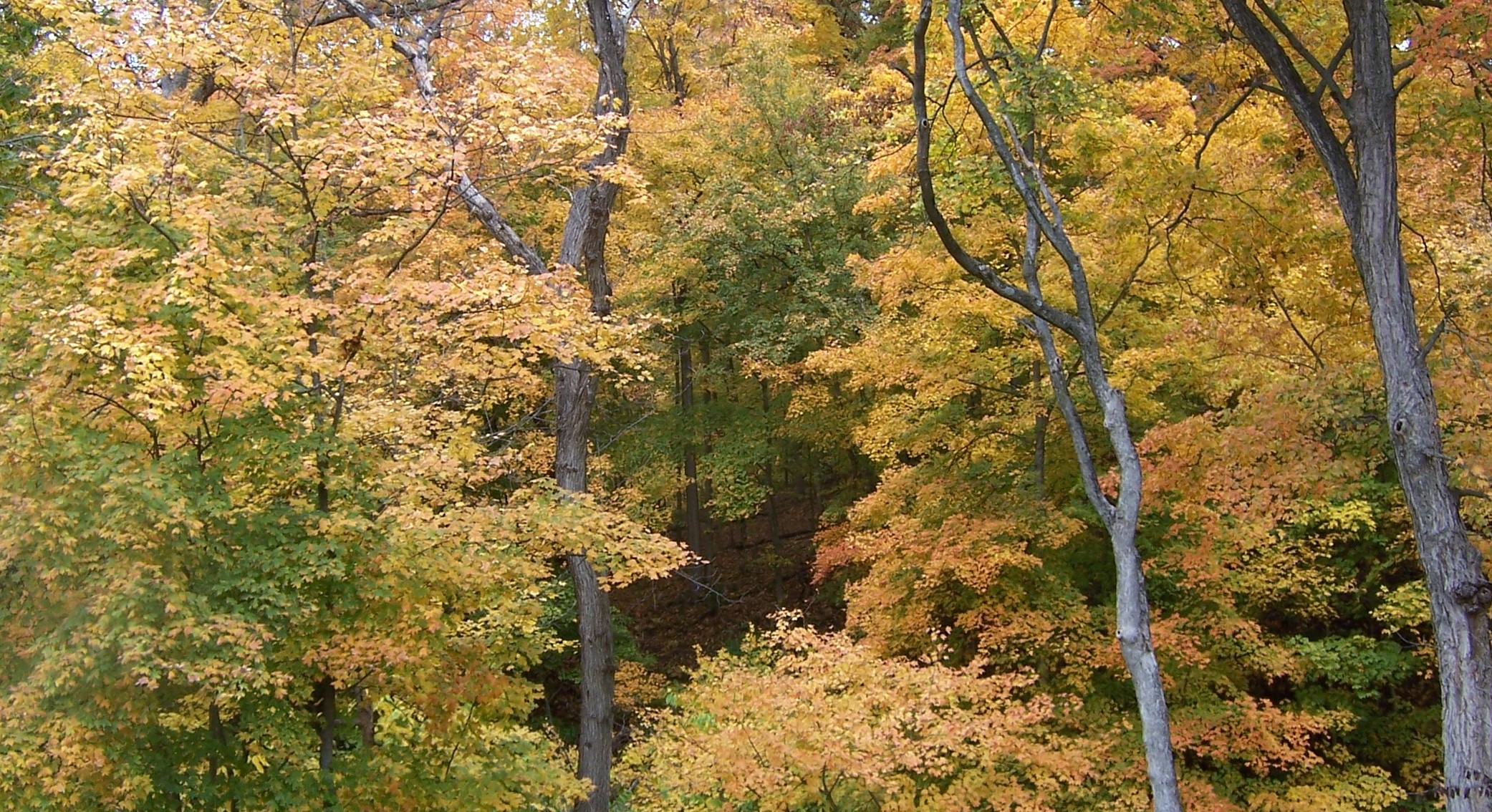 Several county routes will show fantastic fall colors this month – Don ...
