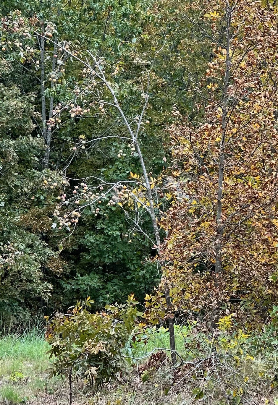 Woolly worms and persimmons are not good weather predictors – Don't ...