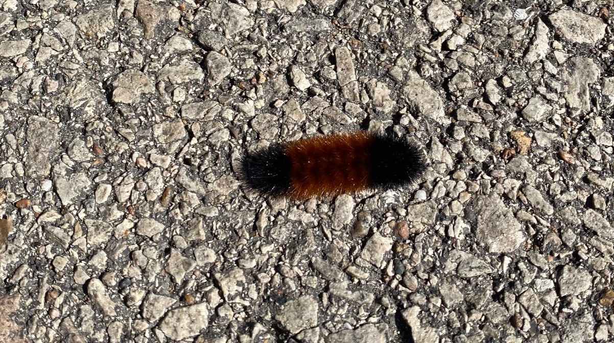 Woolly worms and persimmons are not good weather predictors – Don't ...